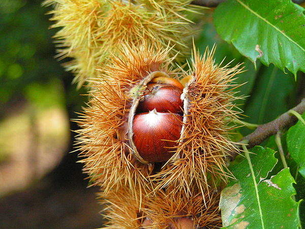 Edelkastanie (Castanea sativa) – AnthroWiki
