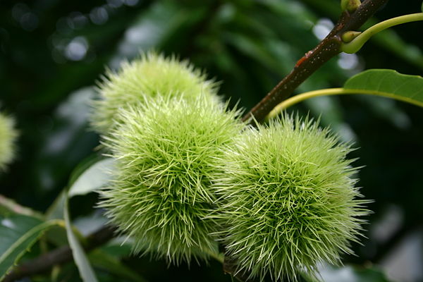 Edelkastanie (Castanea sativa) – AnthroWiki