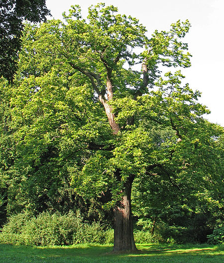 Edelkastanie (Castanea sativa) – AnthroWiki